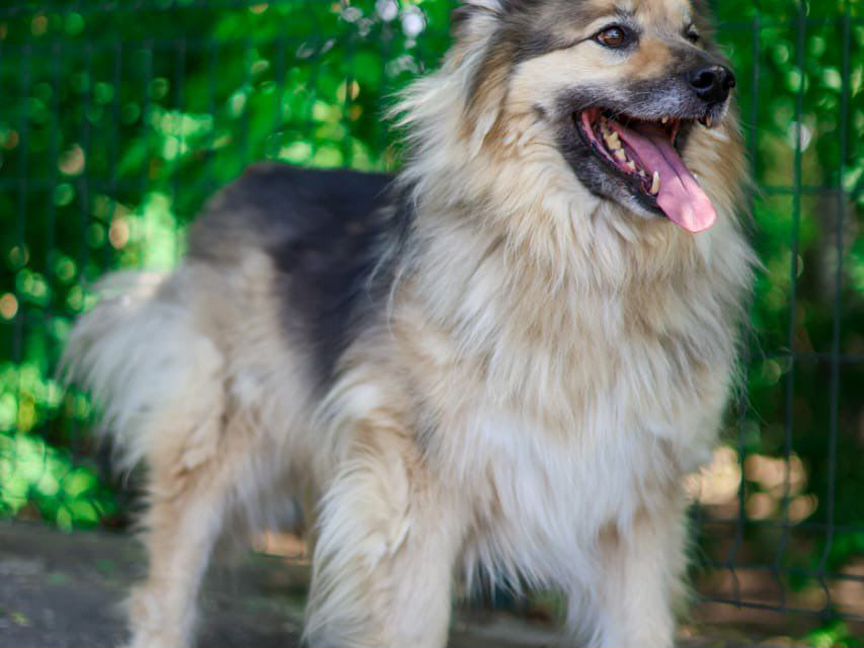 Барон умный пес в поиске дома