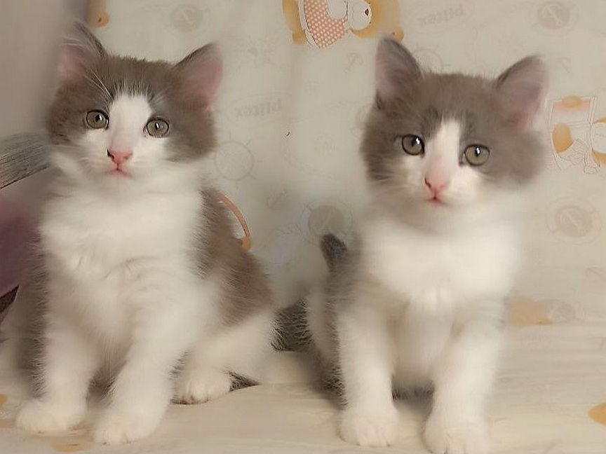 Пушистые сибирские котята