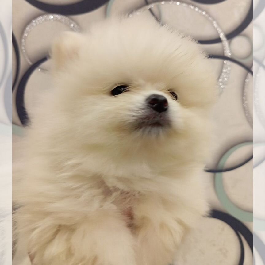 Померанский шпиц, щенок