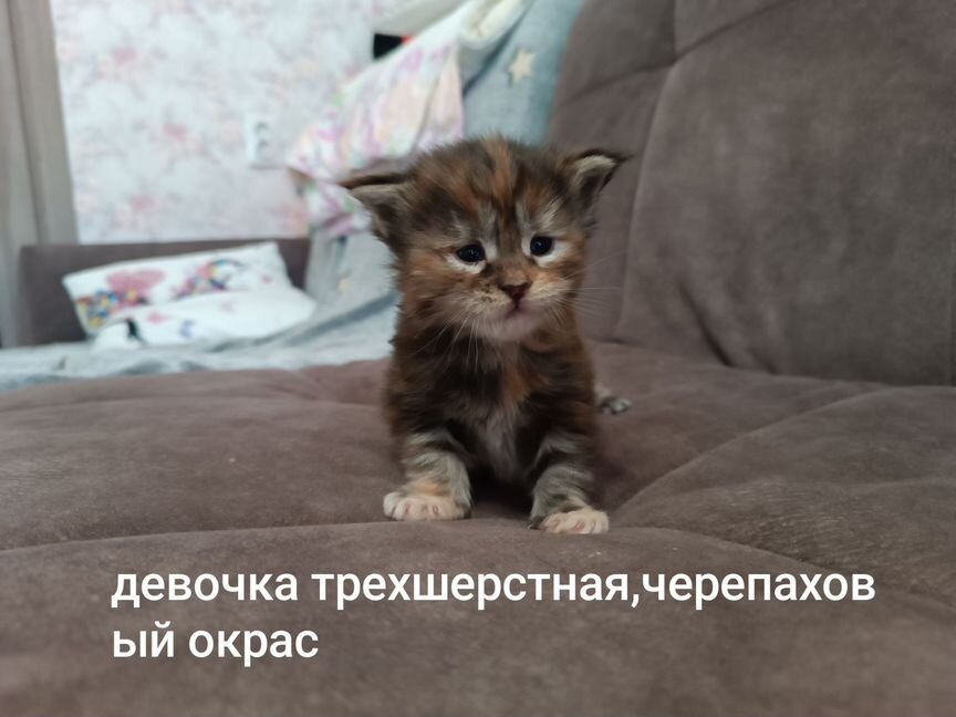 Котята мейн-кун