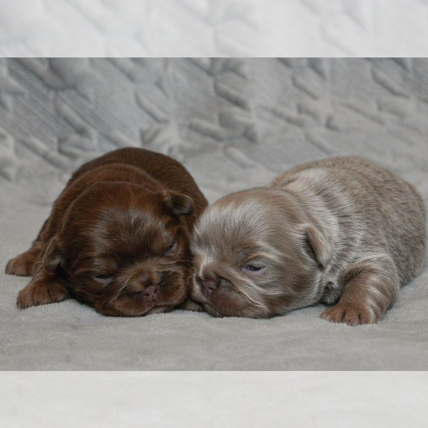 Французский бульдог, щенок