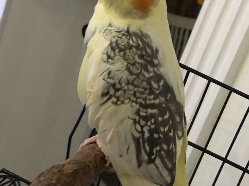 Корелла девочка Красивая