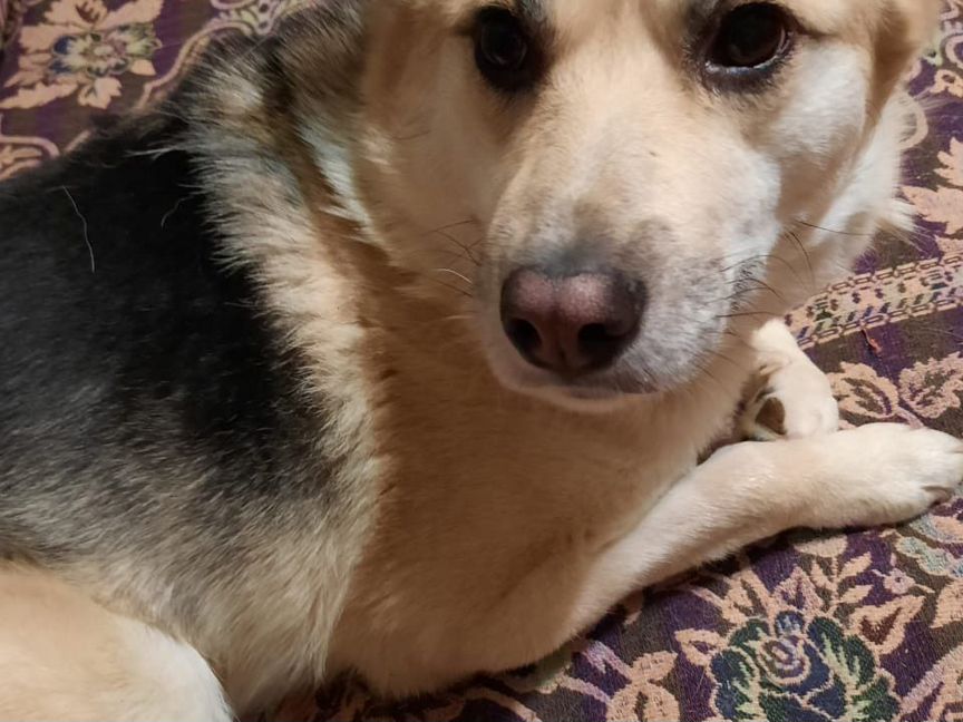 Передержка или постоянный дом