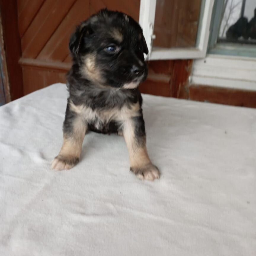 Щеночки в добрые руки