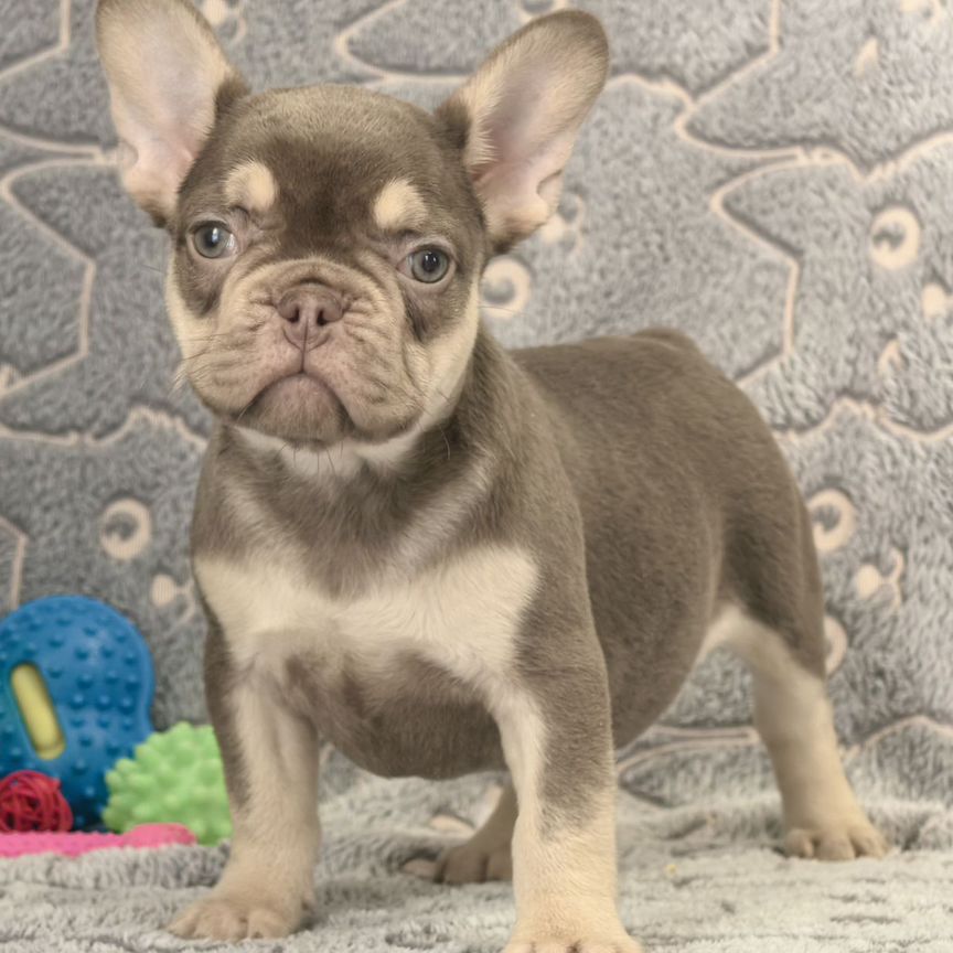 Французский бульдог, щенок