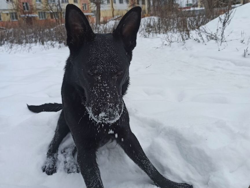 Собака немецкая овчарка отдам бесплатно