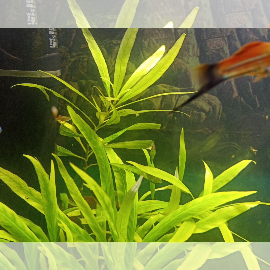 Аквариумные растения