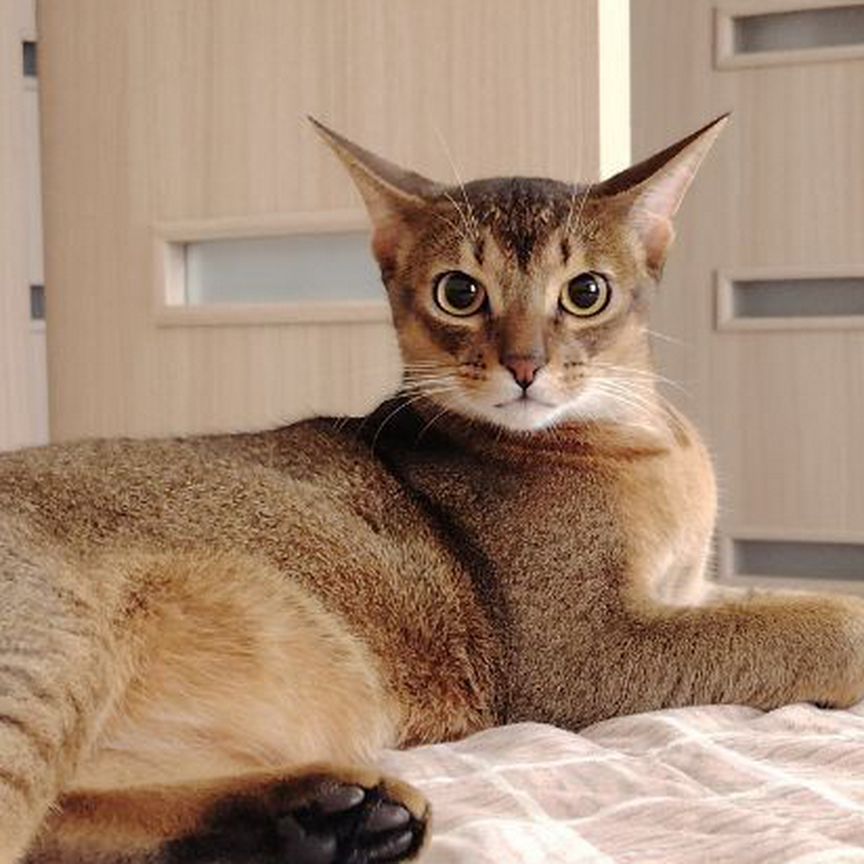 Абиссинский котёнок