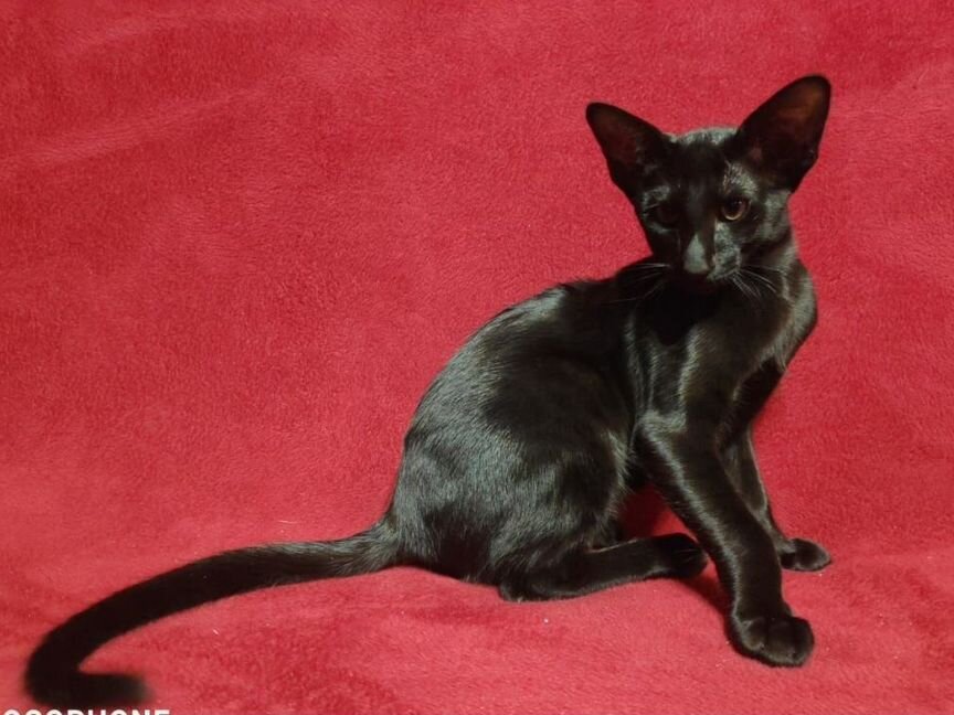 Ориентальная кот