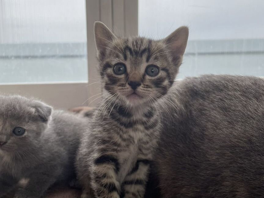Британские котята