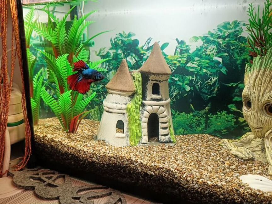 Рыбка петушок самец