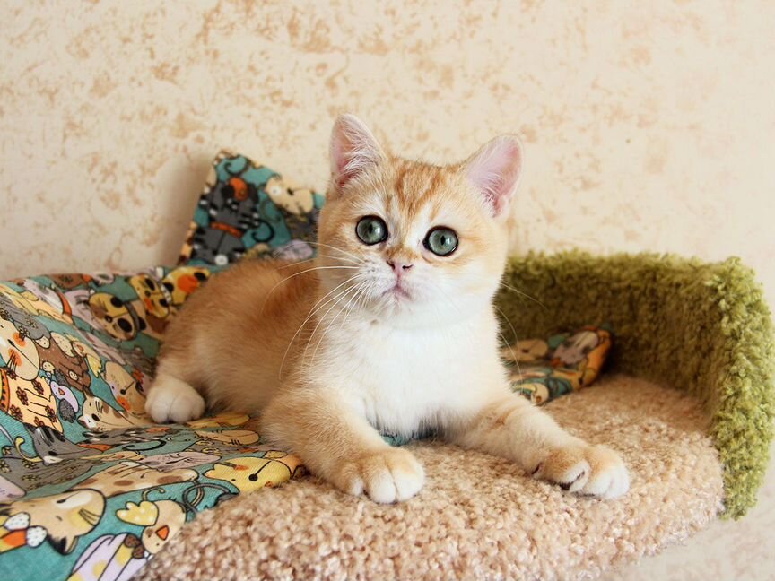 Баксик - котик золотистая шиншилла
