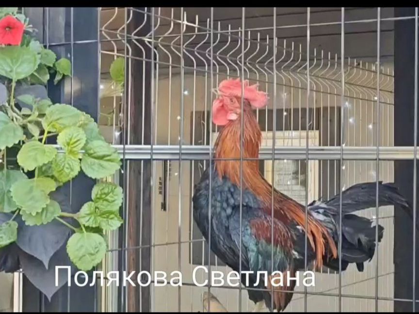 Цыплята и яйцо Аям Кетава