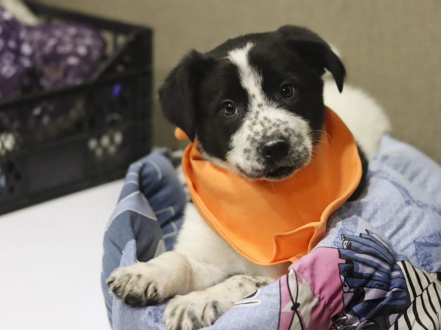 Собака в добрые руки отдам бесплатно