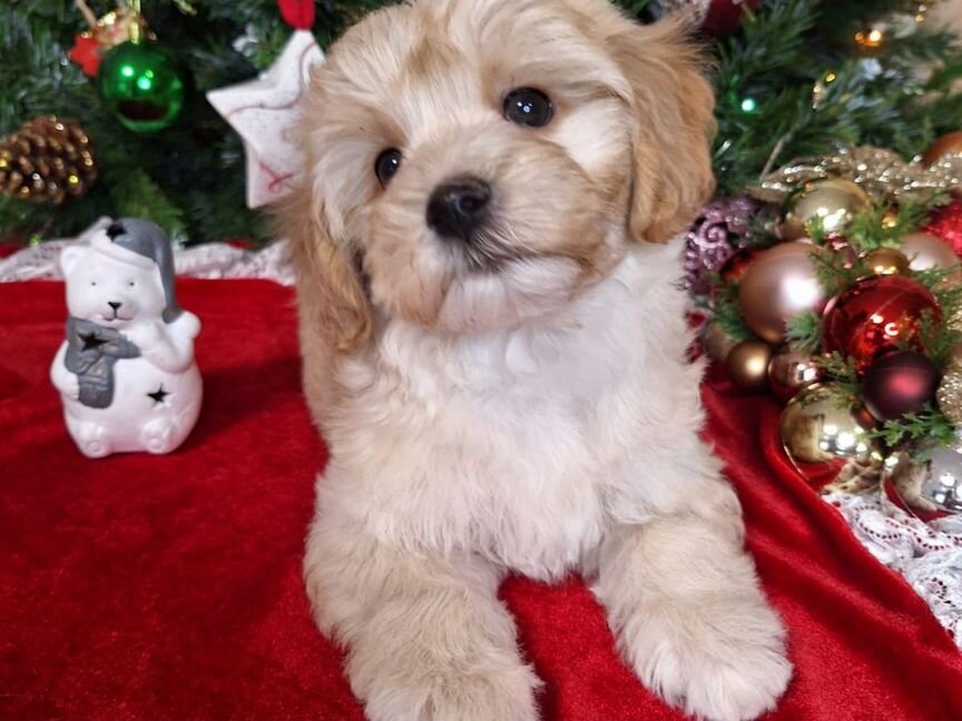 Maltipoo