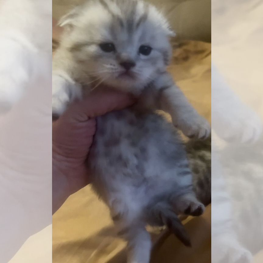 Шотландские котята из питомника