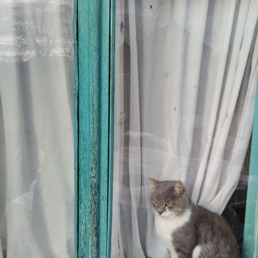 Отдам кота в надёжные руки