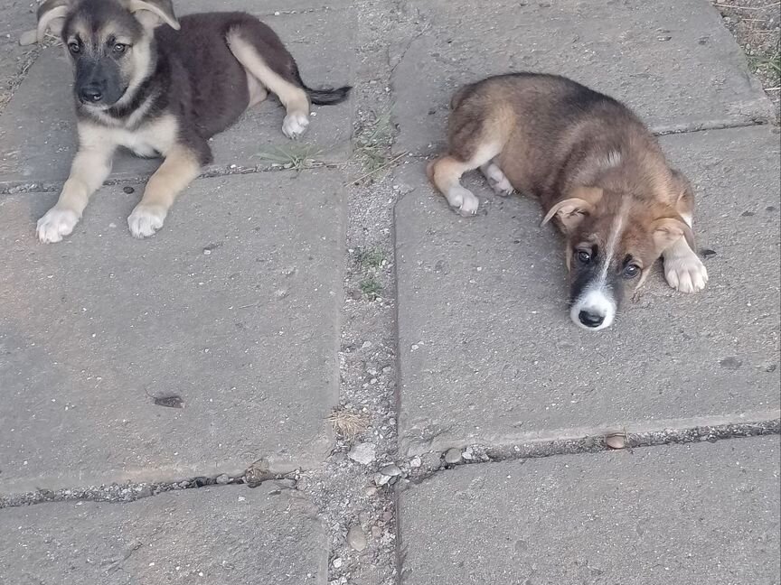 Верные друзья