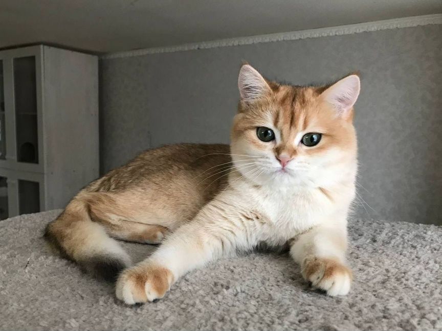 Британские котята