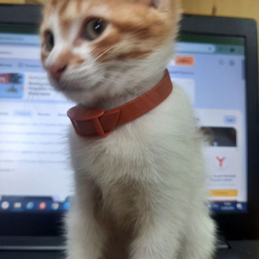 Кошка в дар
