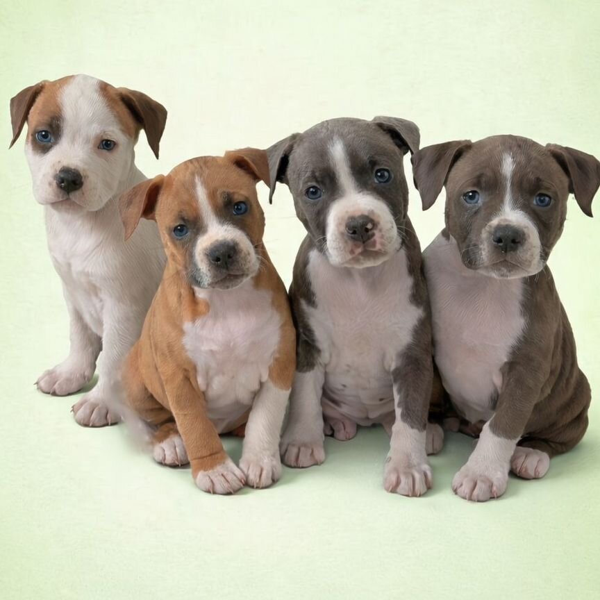 Американский стаффордширский терьер, щенок