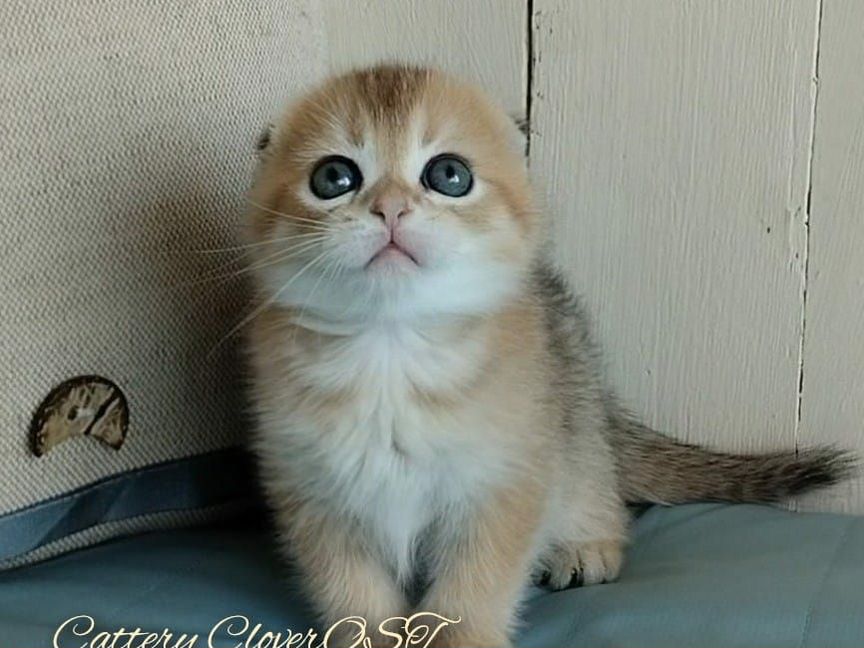 Золотая шотландская вислоухая