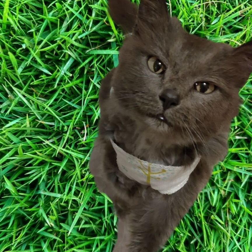 Требуется донор крови кот кошка