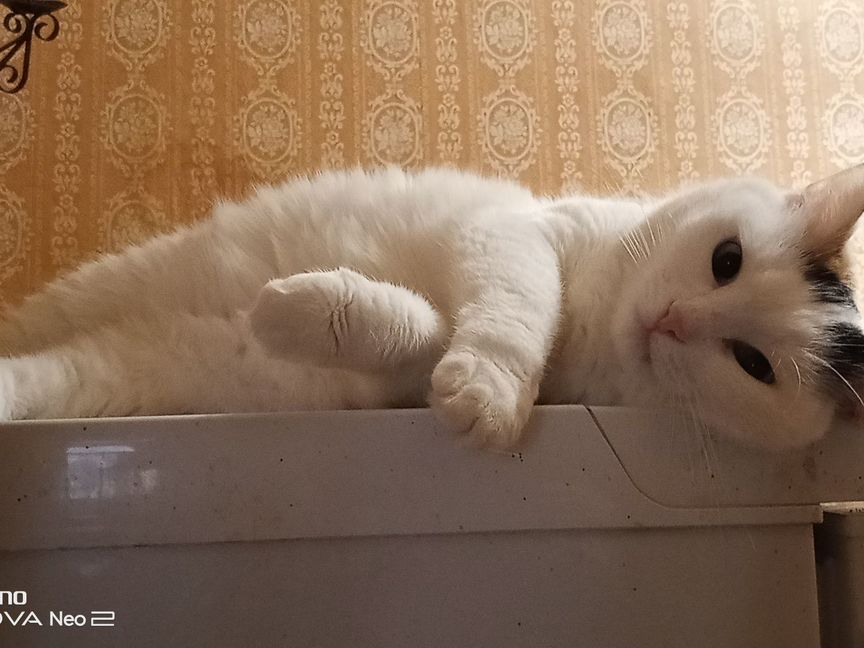 Кошечка нуждается в доме