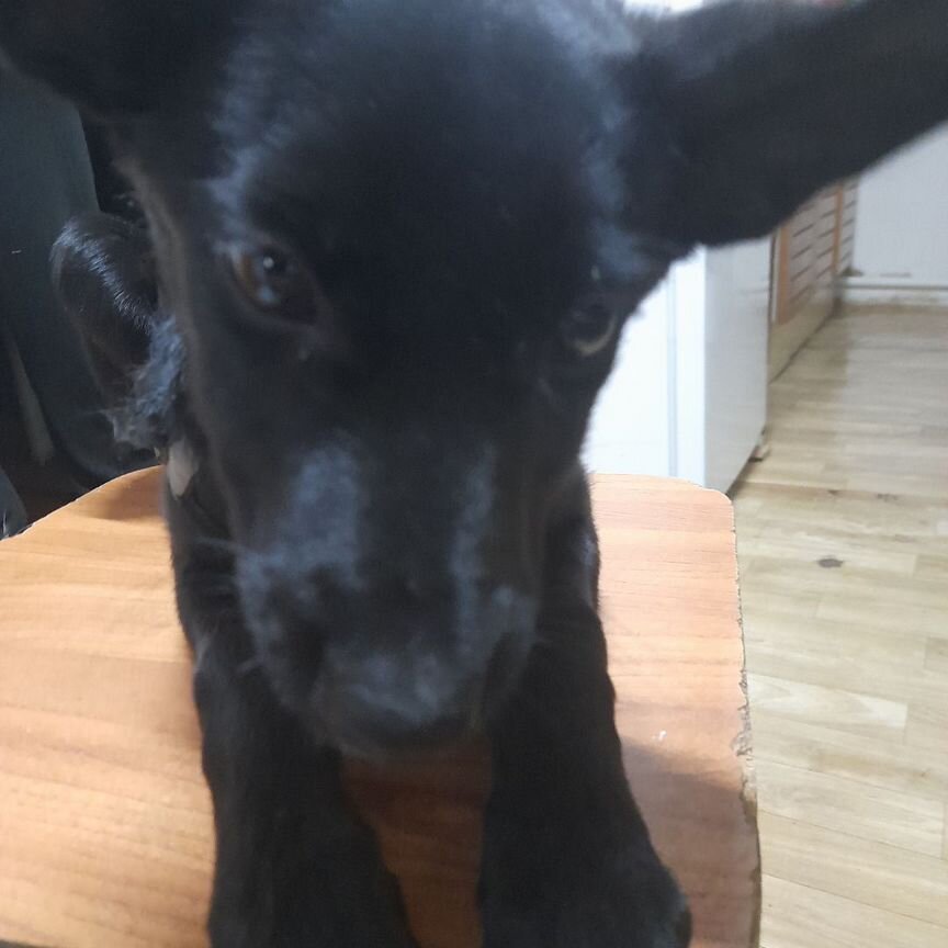 Пожалейте несчастное животное