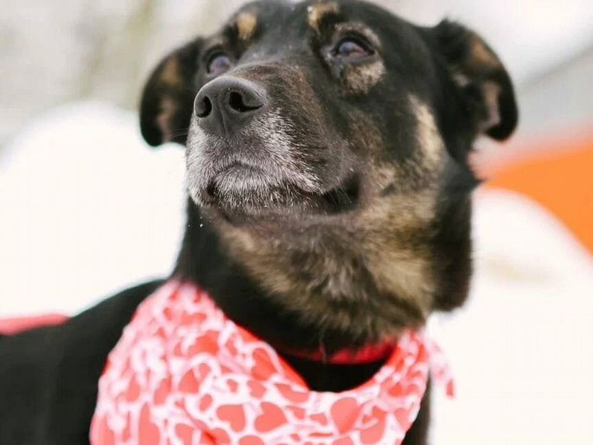 Собака из приюта ищет дом