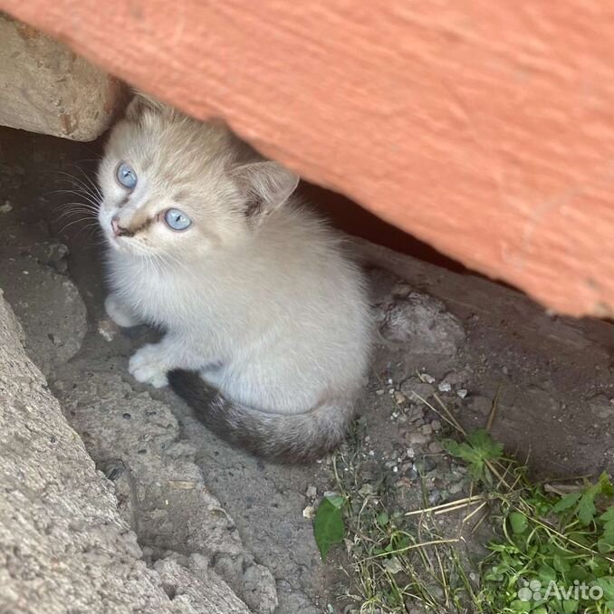Чудесные голубоглазые котята в добрые руки