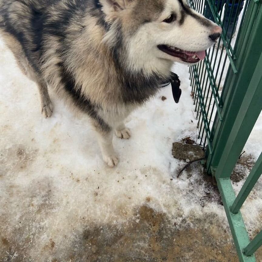Сибирский хаски