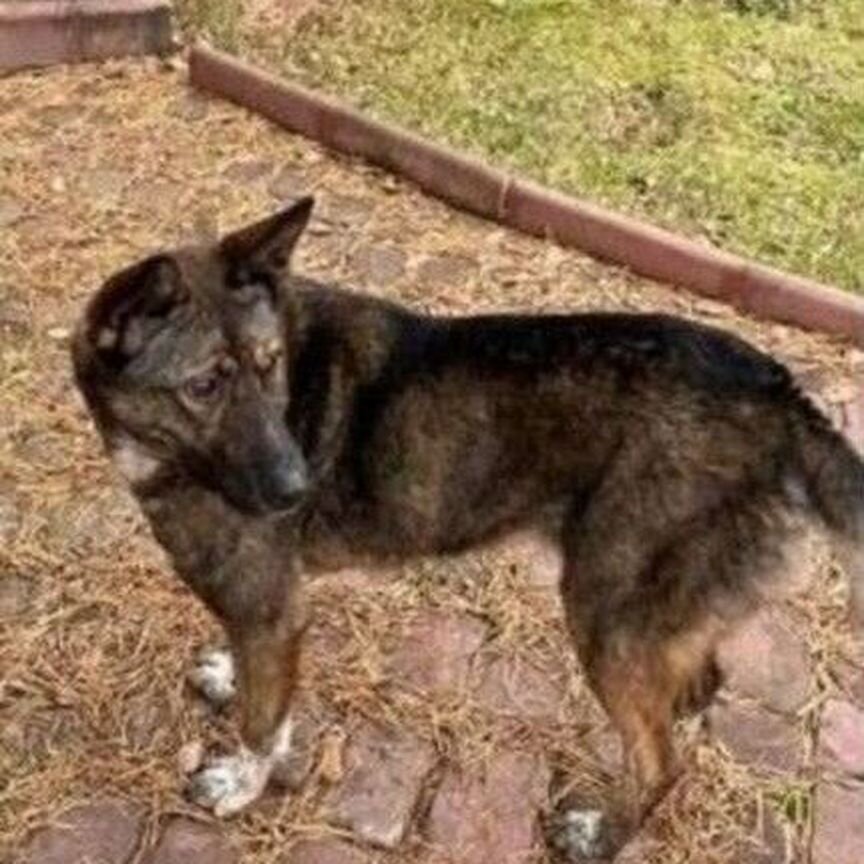 Собаке нужна помощь