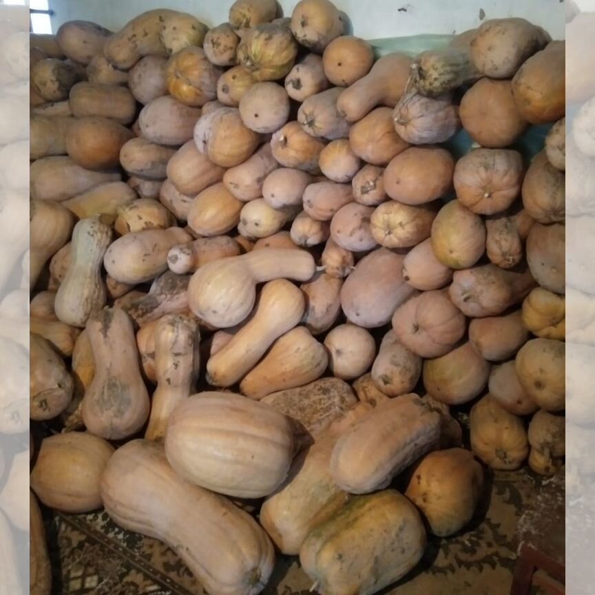 Кабачки на корм