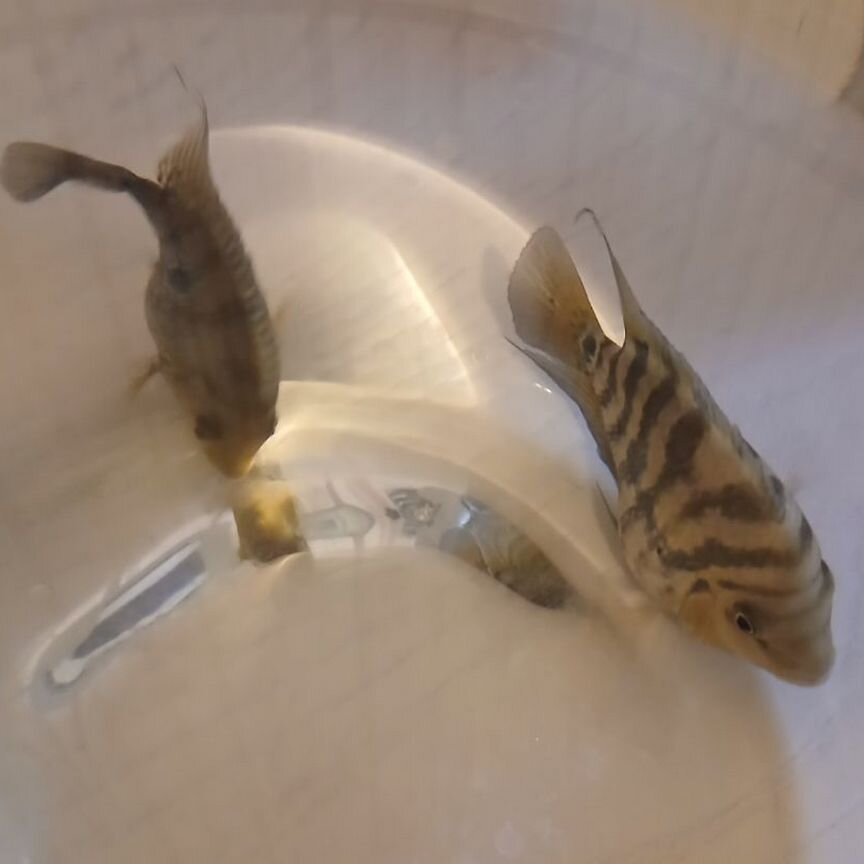 Цихлозома седжика