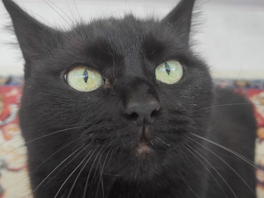 Отдам в добрые руки взрослую кошку