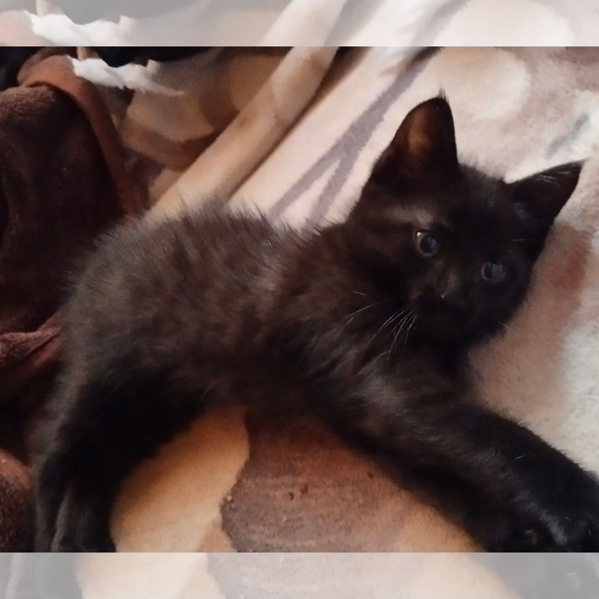 Котёнок от частного владельца