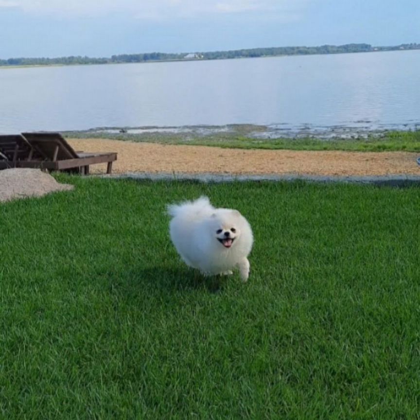 Плюшевый шпиц