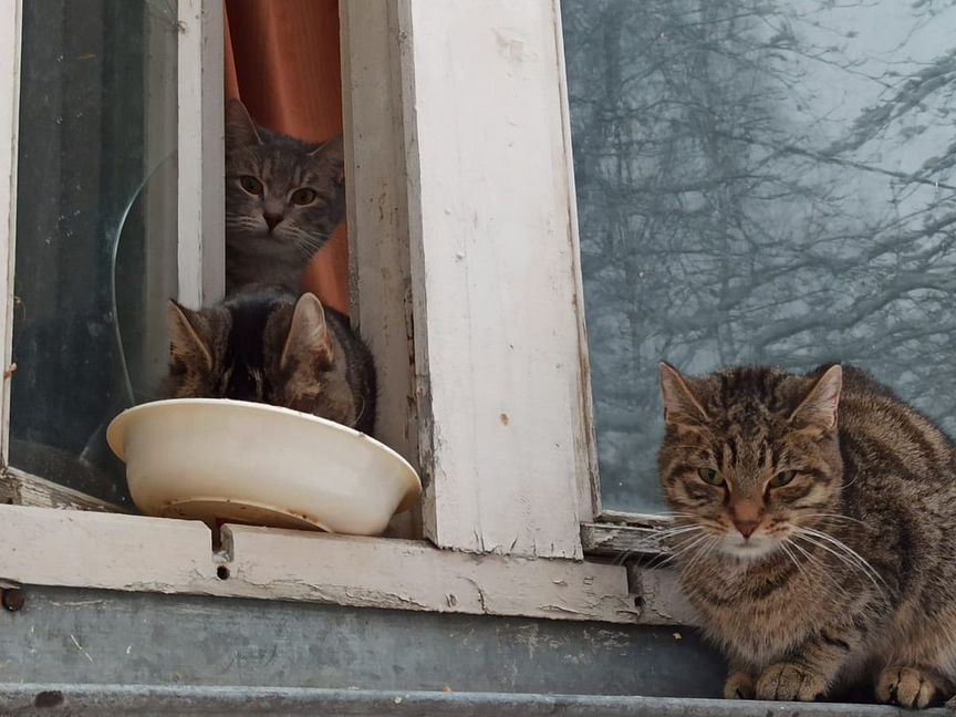 Кошки закрыты в квартире
