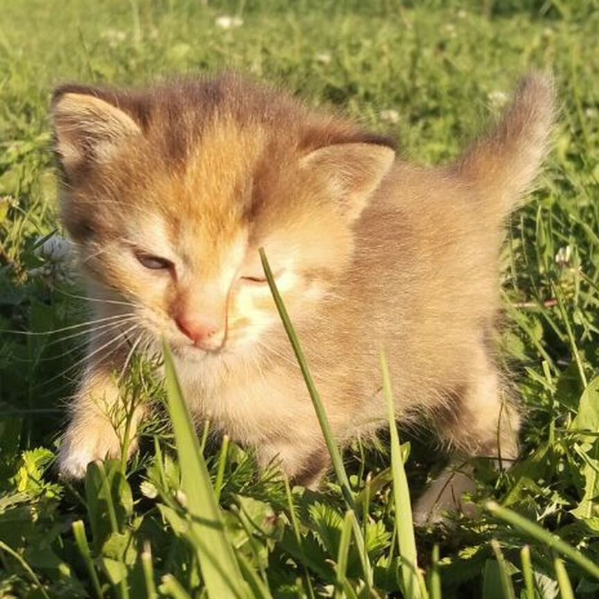 Мейн-кун котёнок