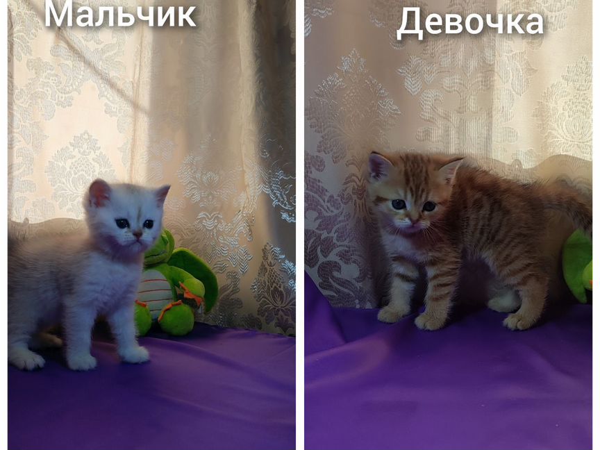 Шотландские котята