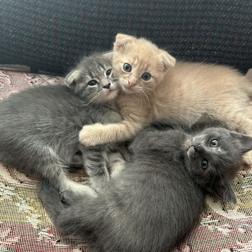 Шотландские вислоухие котята бесплатно