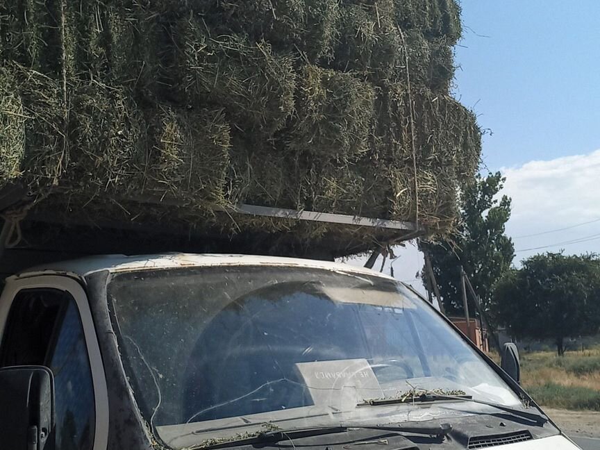 Сено люцерны в тюках