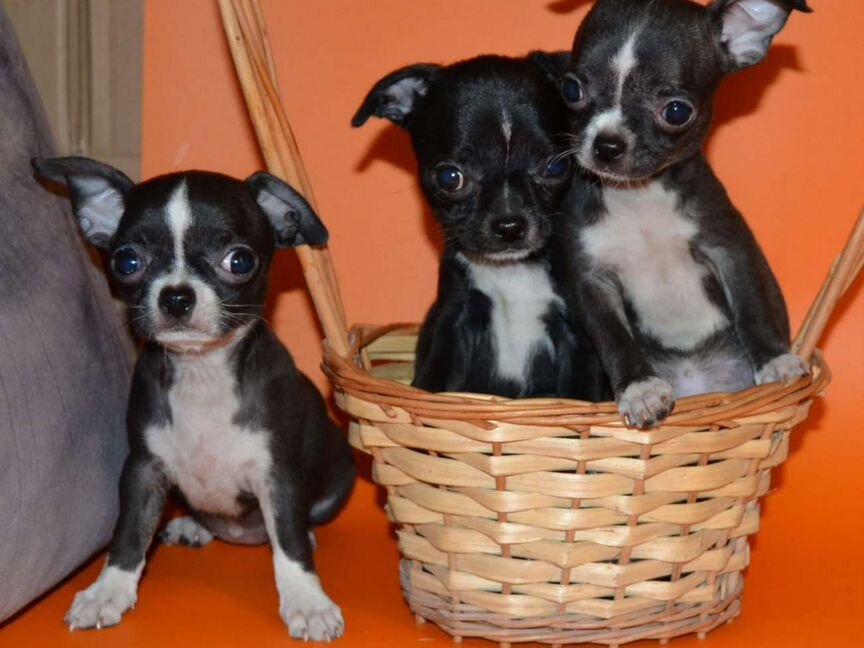 Чихуахуа девочки