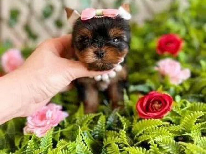 Щенки йоркширского терьера мини