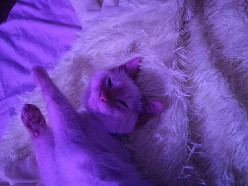 Сиамский рыжий кот