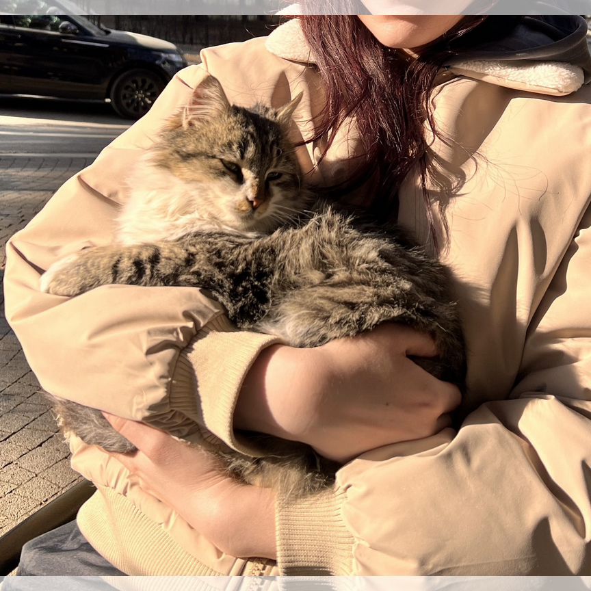 Трехцветная молодая кошечка