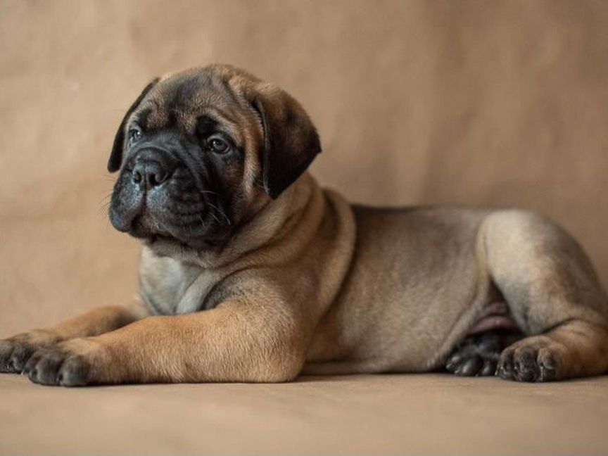 Бульмастиф мальчик