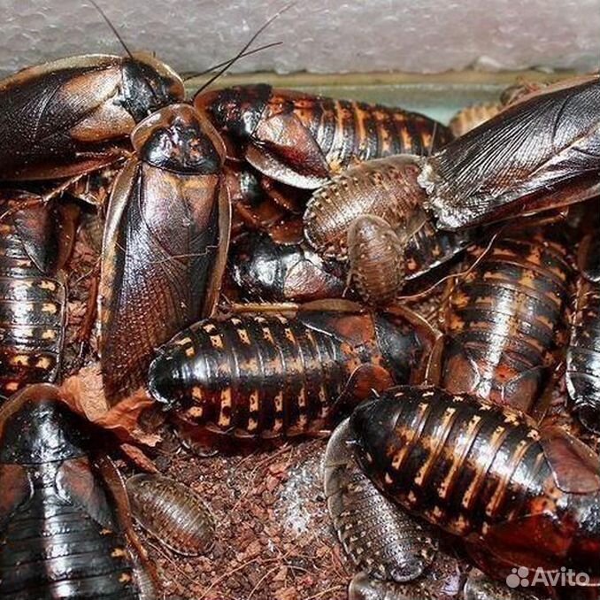 Кормовые Тараканы \ Блаптика Дубиа (Аргентинский)