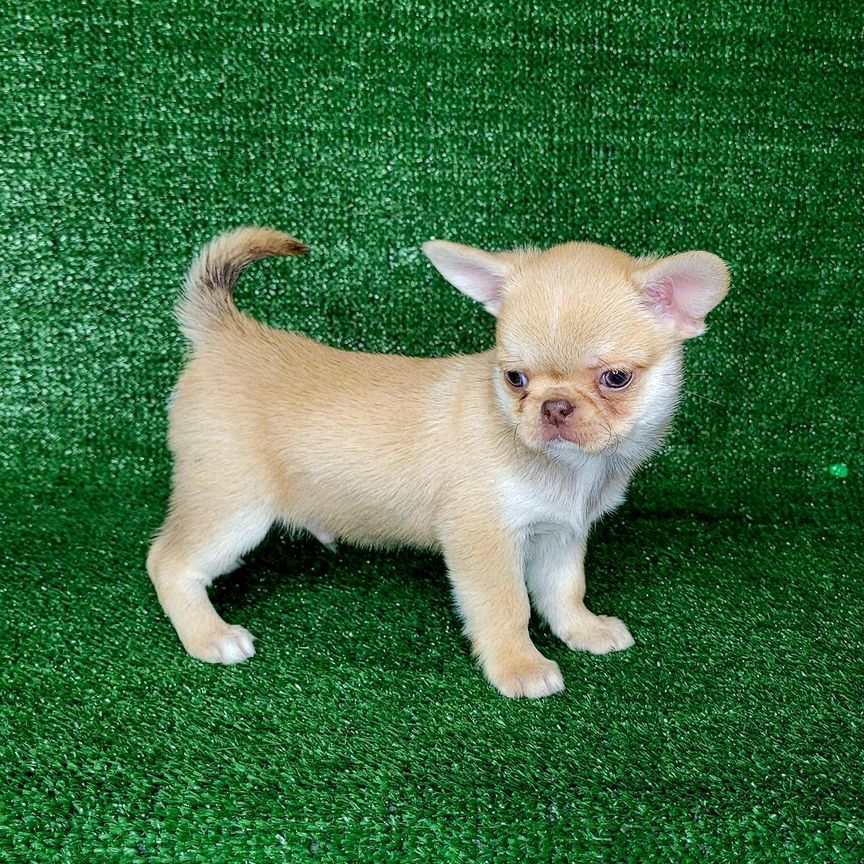 Чихуахуа мальчик